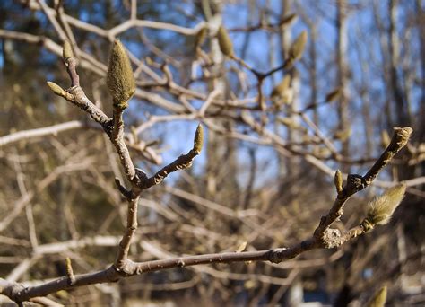 玉兰芽的图片图片花的图片大山谷图库