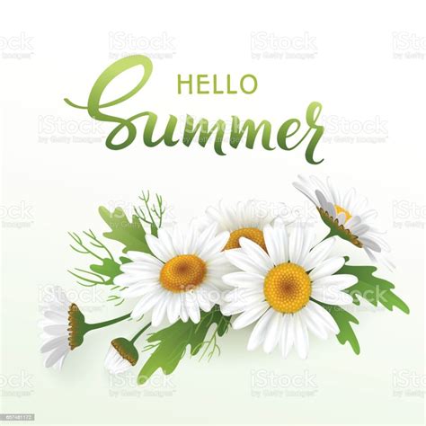 안녕하세요 여름 수 제 레터링과 꽃다발 현실적인 데이지 카밀레 꽃의 흰색 배경 벡터 일러스트 레이 션 카드 0명에 대한 스톡