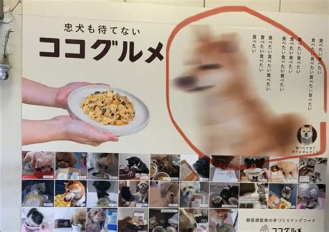 呆萌柴犬拍美食廣告「興奮到模糊」！成品照笑翻600萬人：想買了 生活 Nownews今日新聞
