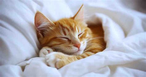 Is My Kitten Healthy Quiz Uncover Their Well Being Today