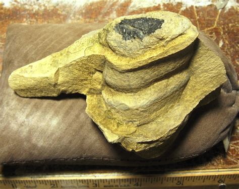 Cephalopod Fossil Id The Fossil Forum