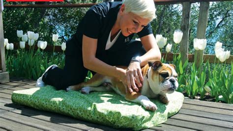The Ruff Guide To Dog Massage Uk