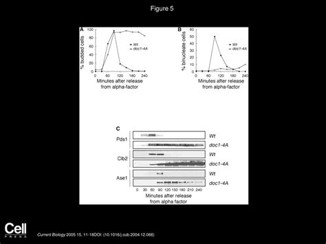 Christopher W Carroll Maria Enquist Newman David O Morgan Ppt Download
