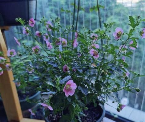 小木槿的养殖技巧注意事项和生长条件 花植网
