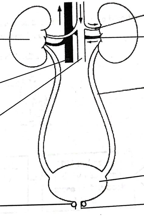 Diagram Of Osmoregulation Quizlet