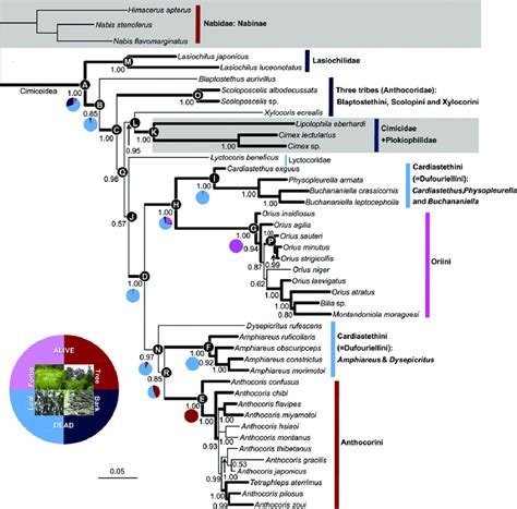 Phylogenetic Relationships Inferred From Bayesian Analysis Based On A