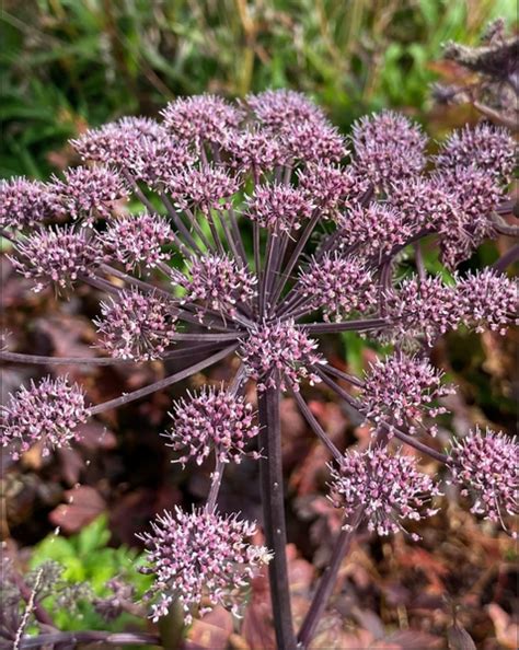 Angelica Growing Guide Farmer Bailey Inc