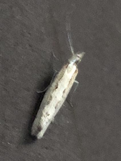 Unknown Tiny Moth Bugguide Net