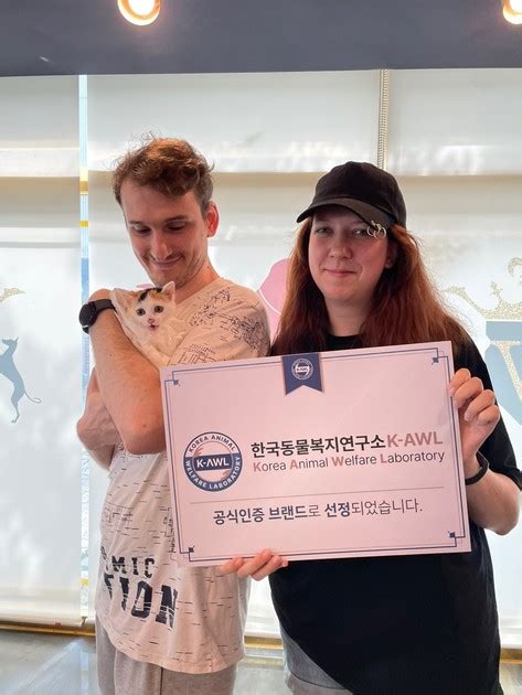 코리안숏헤어 영이 대형견임시보호 소형견임시보호 고양이임시보호 유기견특징 유기묘특징 강아지특징 소형견특징 중형견특징 대형견특징 말티즈특징 말티푸특징 비숑프리제특징 미니