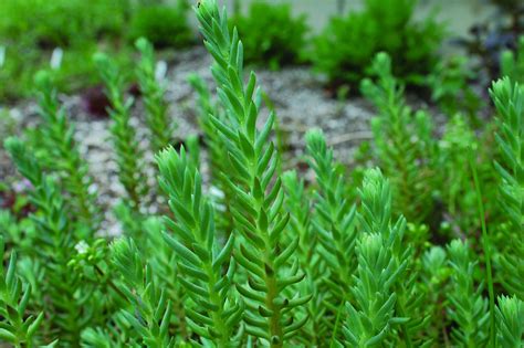 Sedum Reflexum ‘blue Spruce Quality Cuttings