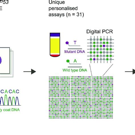 Schema Of Workflow For Circulating Tumour Dna Analysis Ctdna