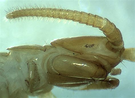 Les Chilopodes Peu Despèces Mais Un Rôle Important Dans Les écosystèmes Et Un Intérêt