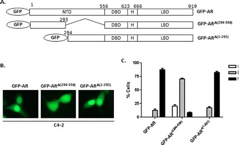 Figure 3 From The N Terminal Domain Of The Androgen Receptor Drives Its Nuclear Localization In