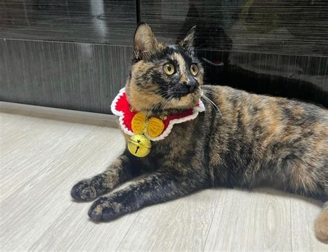 코리안 숏헤어 삐삐 고양이 책임입양 아이조아 유기방지입양 파양 강아지보호소 고양이보호소 무료분양센터