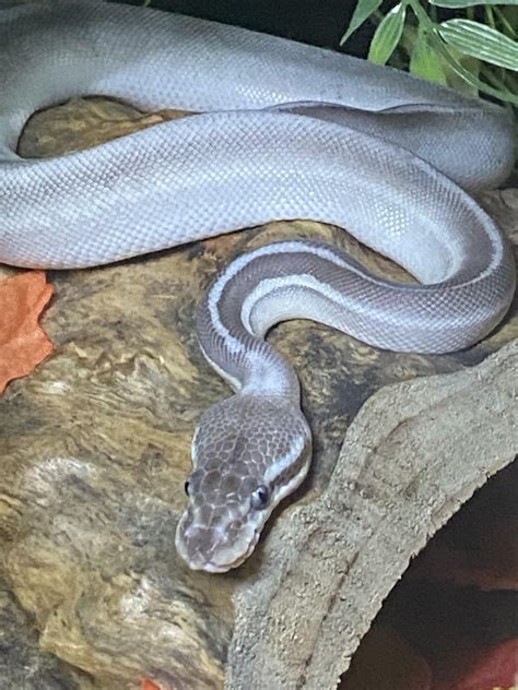 How Much Weight Should A Bp Gain On Average From Each Mealeach Month