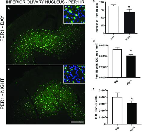 Immunofluorescence Photomicrographs Of The Frontal Section Of The