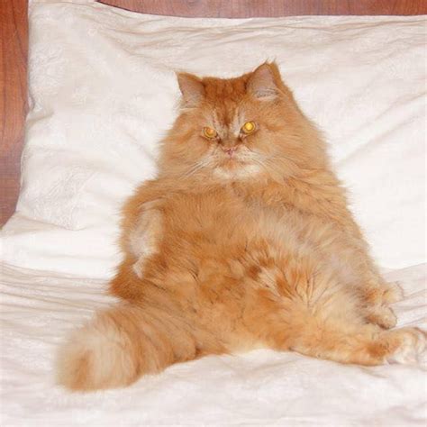 Радіо Аристократи Минулого сезону Оксана Бризгалова ведуча НаИгле