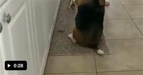 Doggy Has All The Moves 💕 9gag Doggy Has All The Moves 💕 9gag
