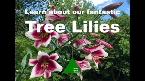 What Are Tree Lillies
