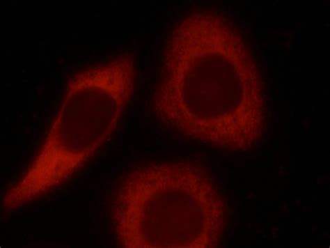 Lctl Antibody 24589 1 Ap Proteintech