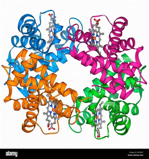 Hämoglobin S Molekülmodell Stockfoto Bild 65208787 Alamy