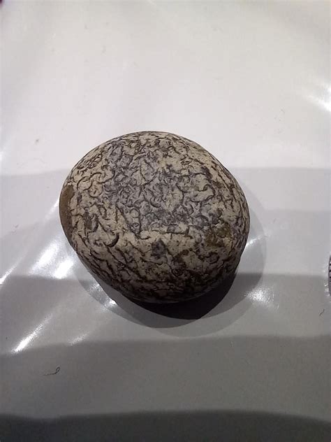 Found In Norfolk Uk Is This A Fossil Or A Cool Rock R Fossilid