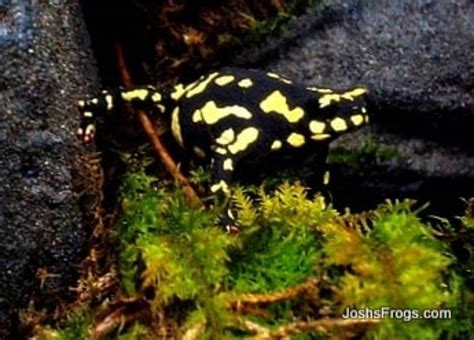 Bumble Bee Toad Care And Breeding