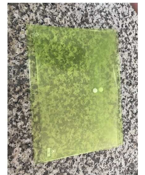 แฟ้มกระดุม A4 [1ซอง]แฟ้มซองใสใส่เอกสาร ซองแฟ้มพลาสคิค กันน้ำ มีเป๊กติด พร้อมส่ง Line Shopping