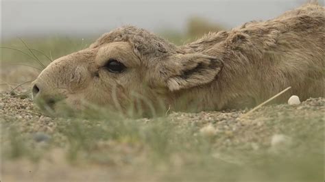 Монгол бөхөн Youtube