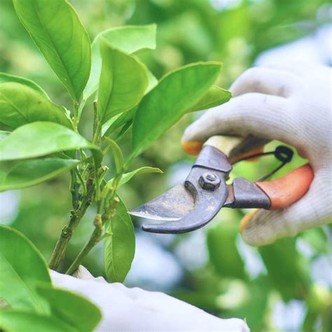 26 Must Know Tips For Boosting Healthy Growth While Pruning Citrus Trees