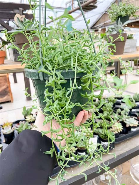 String Of Dolphins Plant Care And Growing Guide Paisley Plants