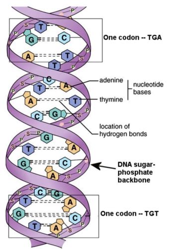 Bio 111 Unit 4 Final Exam Review Flashcards Quizlet
