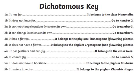 Dichotomous Keys Complete Guide EdrawMax