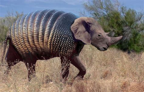 Photoshop Submission For Chimaera Contest Design 9030639