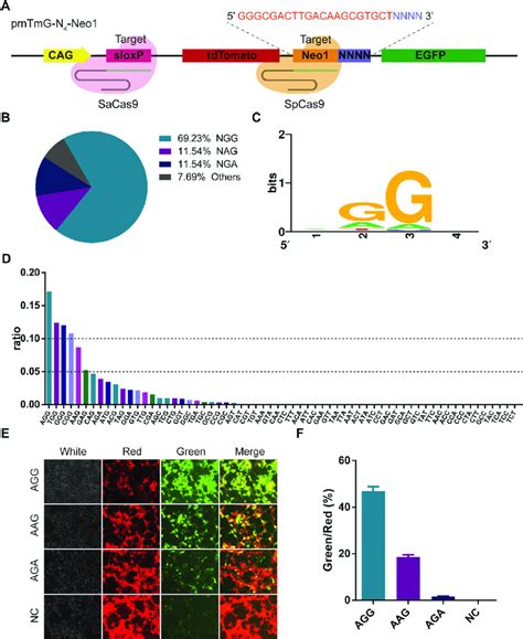Screening The Pam Of Spcas9 In Human Cell A Target Sequence Download Scientific Diagram