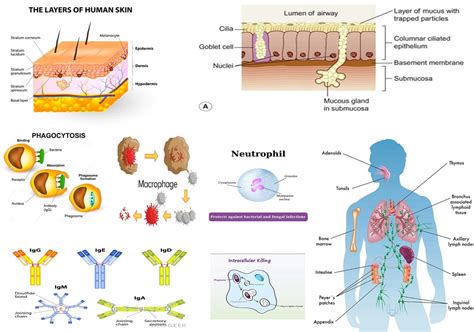 Diagram Of T Immune System Quizlet