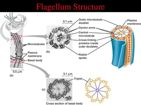 The Cell All Organisms Are Made Of Cells The Organisms Basic Unit Of