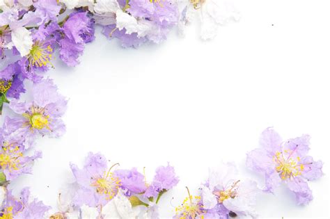 Premium Photo Lagerstroemia Purple Floral Isolated On White