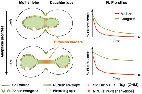 Ezavala1 Diffusion Barriers For Nuclear Membrane Proteins · Gitlab