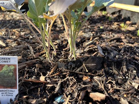 Cutting Seedlings Rgardening