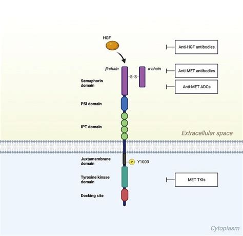Met Alterations In Advanced Non Small Cell Lung Cancer Rlungcancersupport