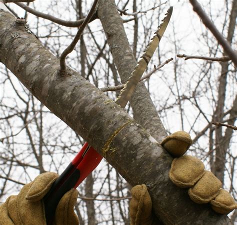 Pruning Cooperative Extension Tree Fruits University Of Maine