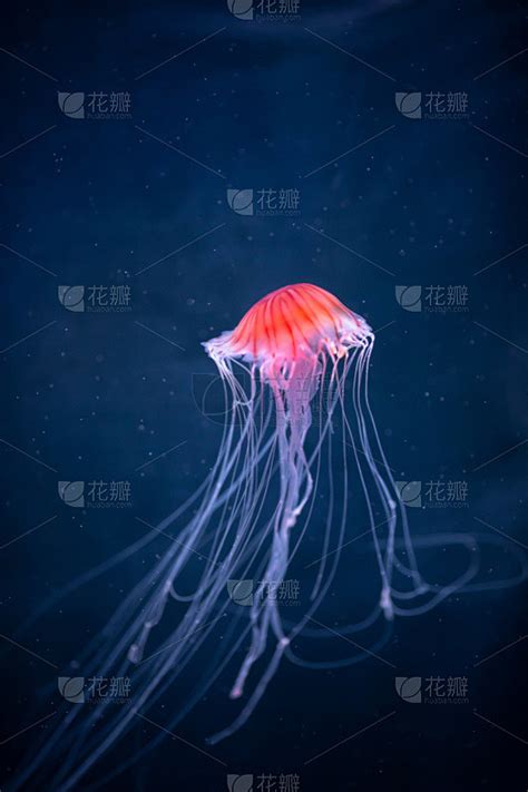 水下 水母 帕奇菲卡 深的 触须 人工饲养动物 热带气候 色彩鲜艳 生物 动物