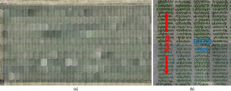 Figure 1 From Rotation Adaptive Plot Extraction From Uav Rgb Images