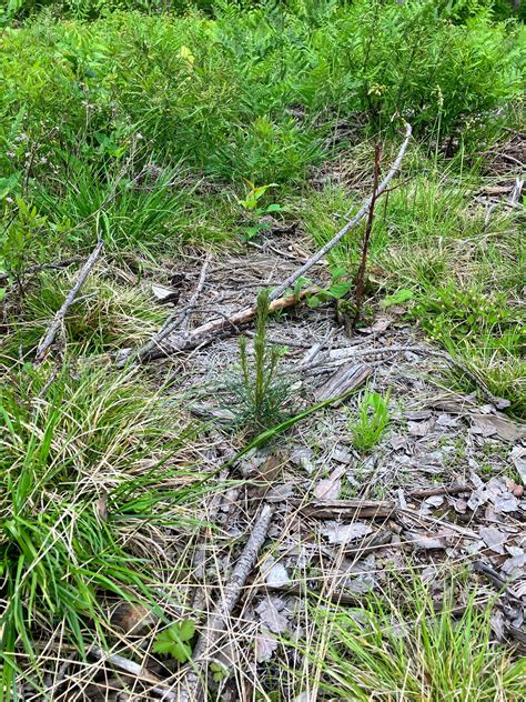 Variable Density Thinning In Red Pine Carlton County Great Lakes Silviculture Library