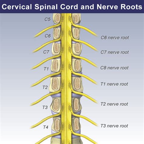 Medical Legal Exhibits Legal Animations And Trial Graphics