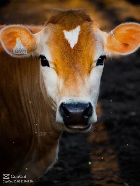 করবানির সময় কি কি করা জাবেনা জেনে নিন Youtube