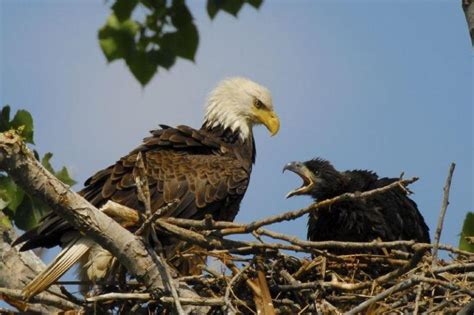 Eagles Lees Birdwatching Adventures Plus