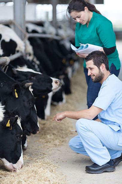 4 600 Vétérinaire Vache Photos Taleaux Et Images Libre De Droits Istock
