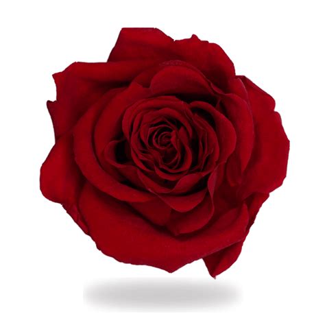 Luisa X Small Puka Flores Preservadas